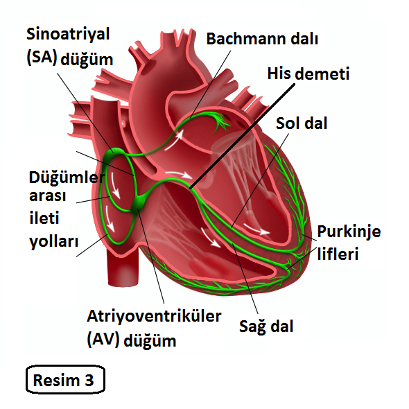Kalbin Yapısı ve Çalışması - Doç Dr Osman Özdemir