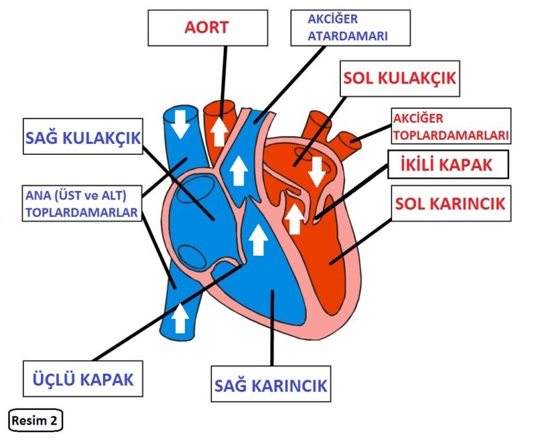 Kalbin Yapısı ve Çalışması - Doç Dr Osman Özdemir